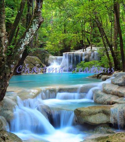 Small Forest Paradise Small Forest Paradise [SS0122] - $8.50 USD ...