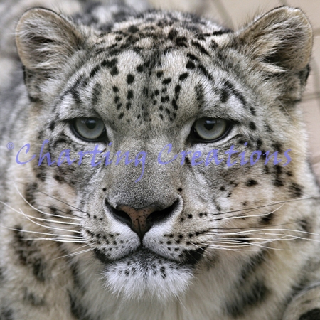 Snow Leopard Stare Snow Leopard Stare [SS0155] - $12.80 USD : Charting ...